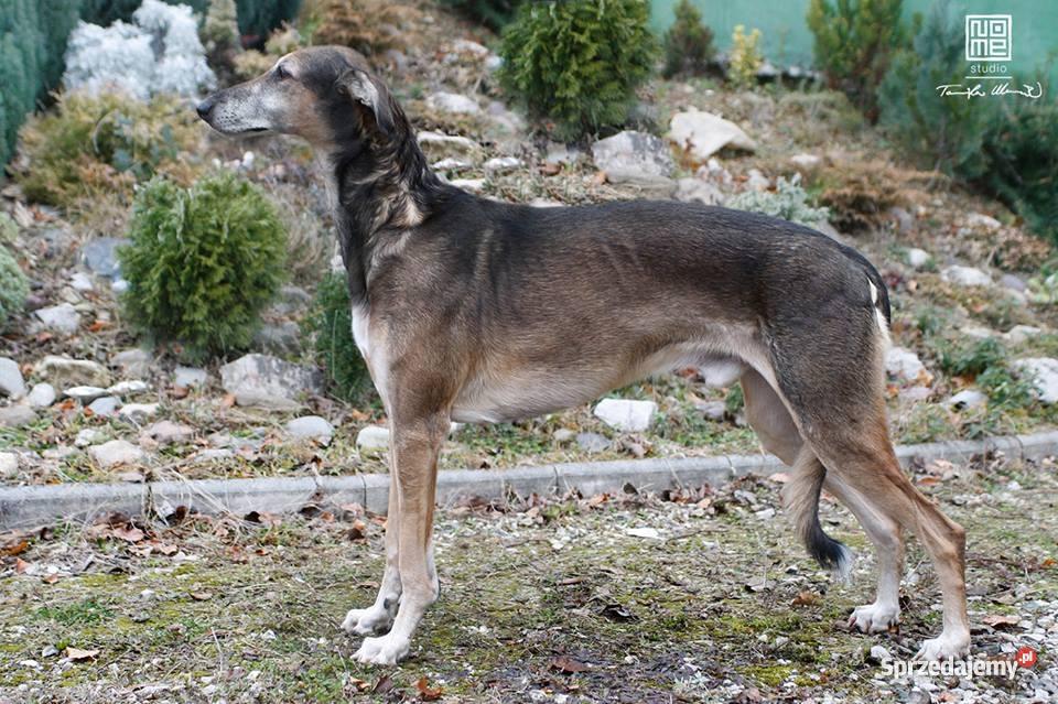 CHART POLSKI - szczenięta! - Sprzedajemy.pl