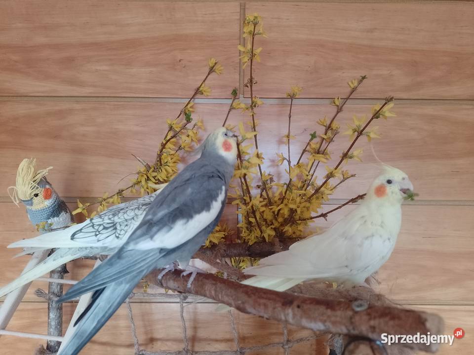 Ręcznie karmione nimfy Cieszyn - Sprzedajemy.pl