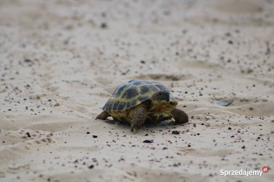 żółw stepowy Brańsk - Sprzedajemy.pl