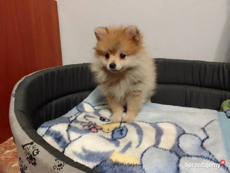 Szpic miniaturowy Pomeranian Żyrardów - Sprzedajemy.pl