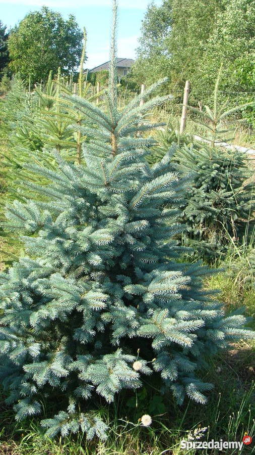 SWIERK SREBRNY, CHOINKI!! Czyżowice - Sprzedajemy.pl