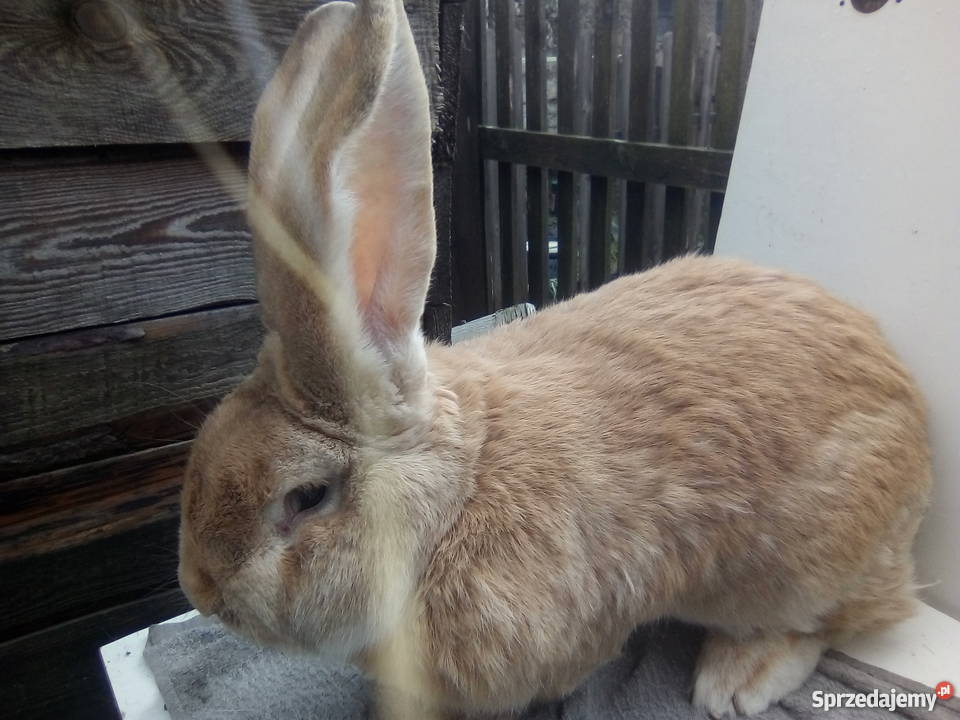 Olbrzym belgijski Sulęcin - Sprzedajemy.pl