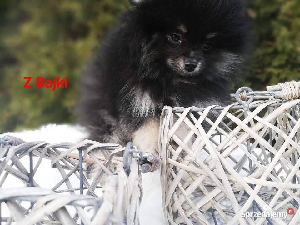 Pomeranian ! Pieski BOO - Rasowe Rodowodowe ! Ostatnie ! Kępno ...