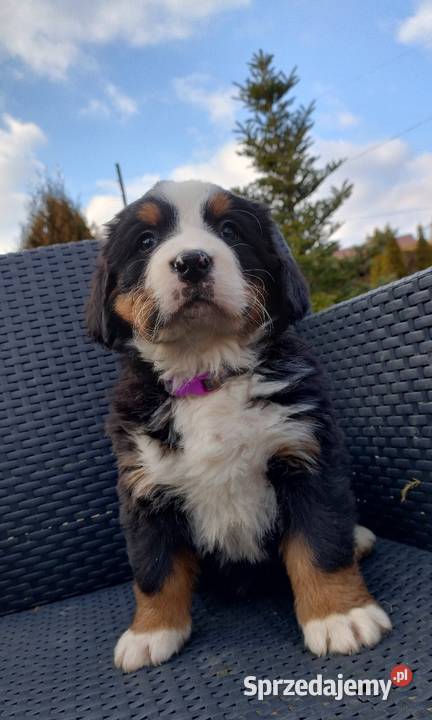 Berneński Pies Pasterski Łańcut - Sprzedajemy.pl