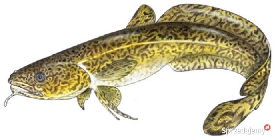 Ryby Miętus narybek Dzierzgoń - Sprzedajemy.pl