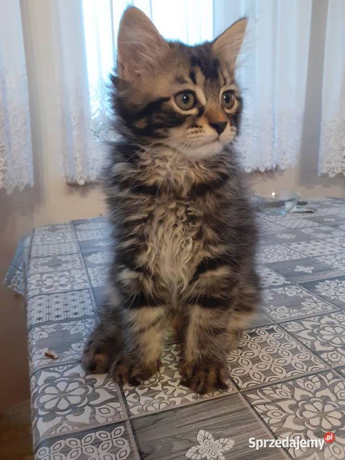 Piękny Kotek Syberyjski Guccio*PL Sochaczew - Sprzedajemy.pl