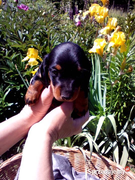 Jamnik Miniaturowy Stalowa Wola - Sprzedajemy.pl