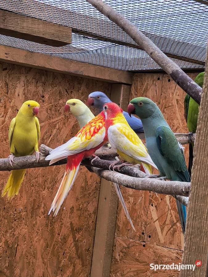 Sprzedam papugi Jaworowa - Sprzedajemy.pl