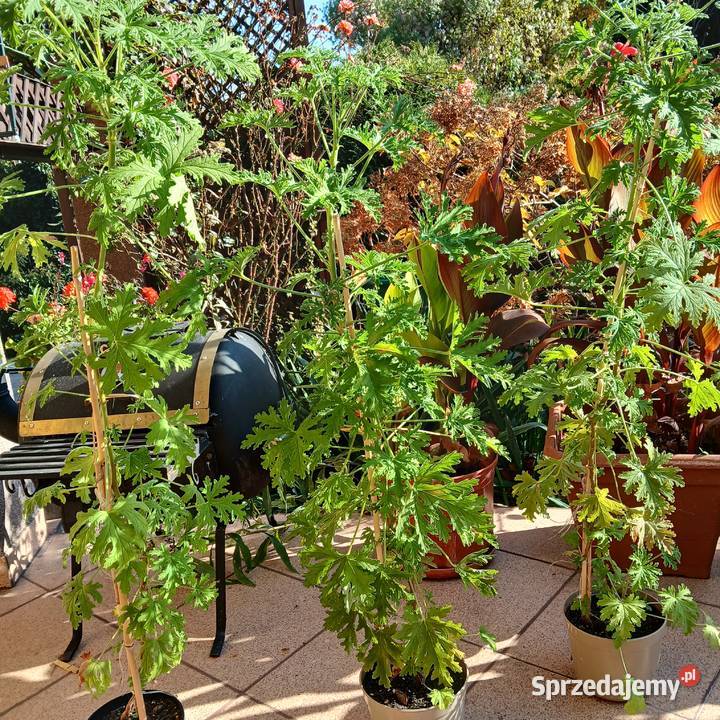 Anginka Geranium lecznicza roślina wysoka 130cm Nowy Sącz - Sprzedajemy.pl