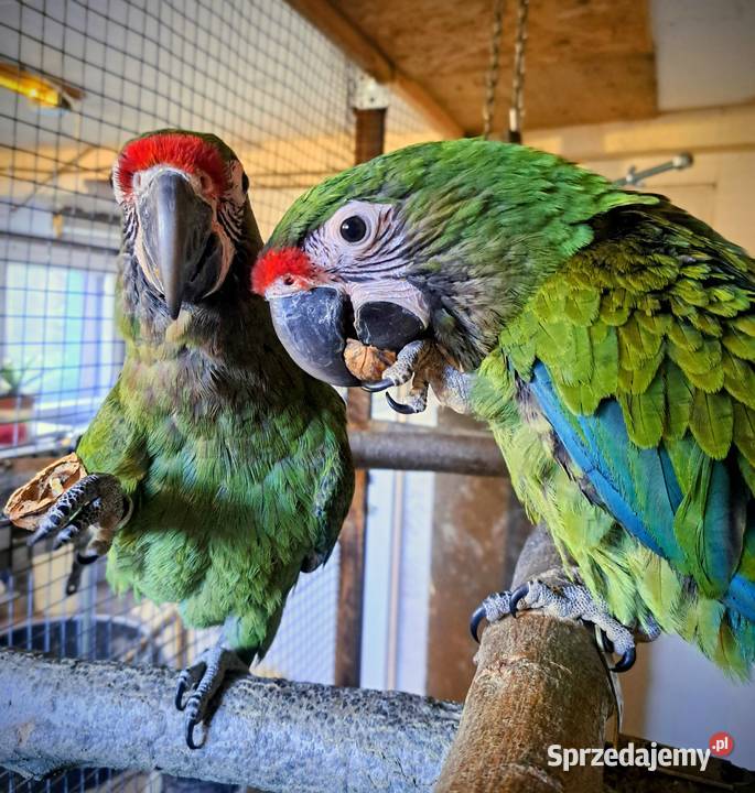 Ara militaris - samica 2025 Skokowa - Sprzedajemy.pl