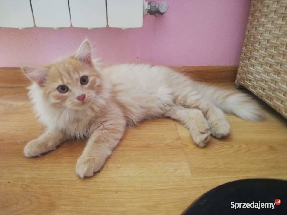 Cudowny Kotek Syberyjski Elvis*PL Sochaczew - Sprzedajemy.pl