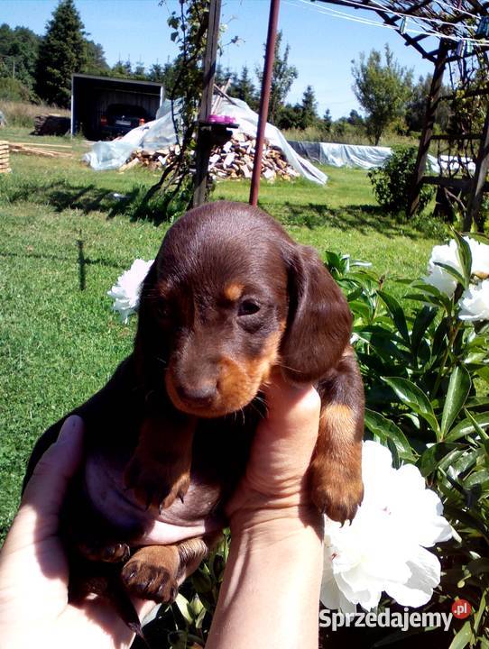 Jamnik Miniaturowy Stalowa Wola - Sprzedajemy.pl