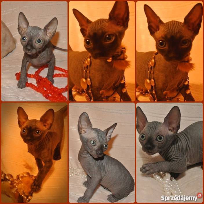 Małe SFINKSY KANADYJSKIE z RODOWODEM szukają nowych domów Poznań ...