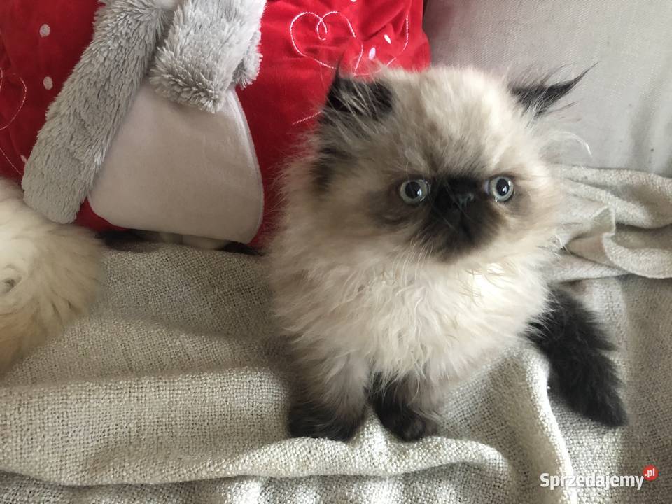 Koty perskie persy Pers Kędzierzyn-Koźle - Sprzedajemy.pl