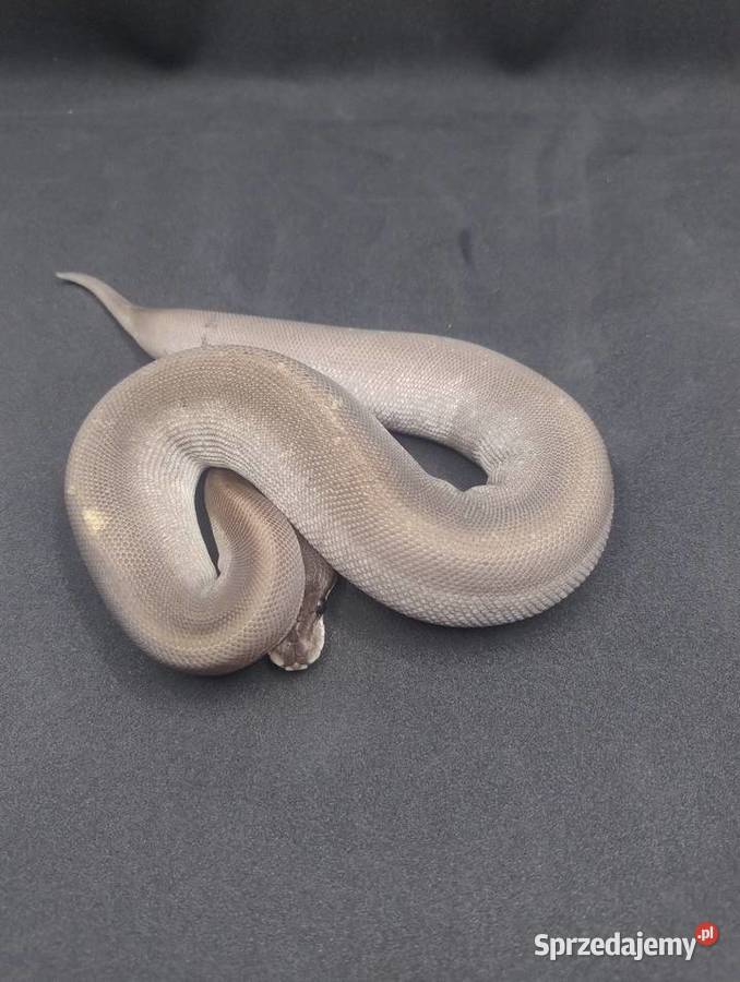 Pyton Królewski samica Super Cinnamon Mojave Jelenia Góra - Sprzedajemy.pl