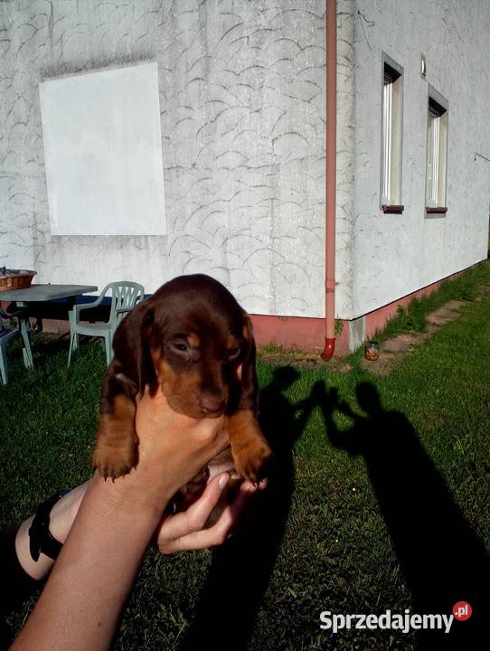 Jamnik Miniaturowy Stalowa Wola - Sprzedajemy.pl