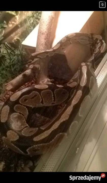 Pyton Królewski "Python Regius" Classic Warszawa - Sprzedajemy.pl