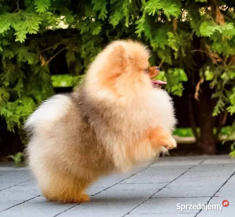 SZPIC MINIATUROWY POMERANIAN PIĘKNY CHŁOPAK Drogusza - Sprzedajemy.pl