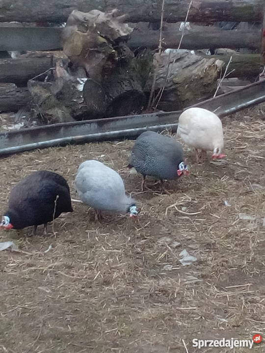 Perliczki, pantarki samce z czerwca 2018, 2 kolory Tarnobrzeg ...