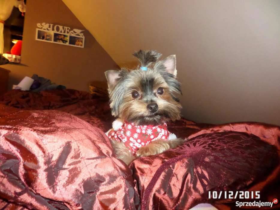 York terrier miniaturka suczka czarno złota Konin - Sprzedajemy.pl