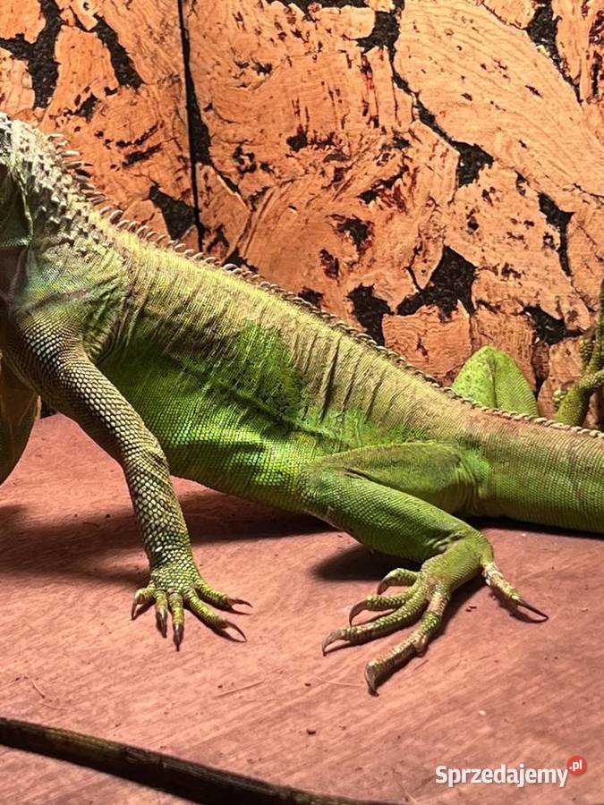 Legwan zielony Radom - Sprzedajemy.pl