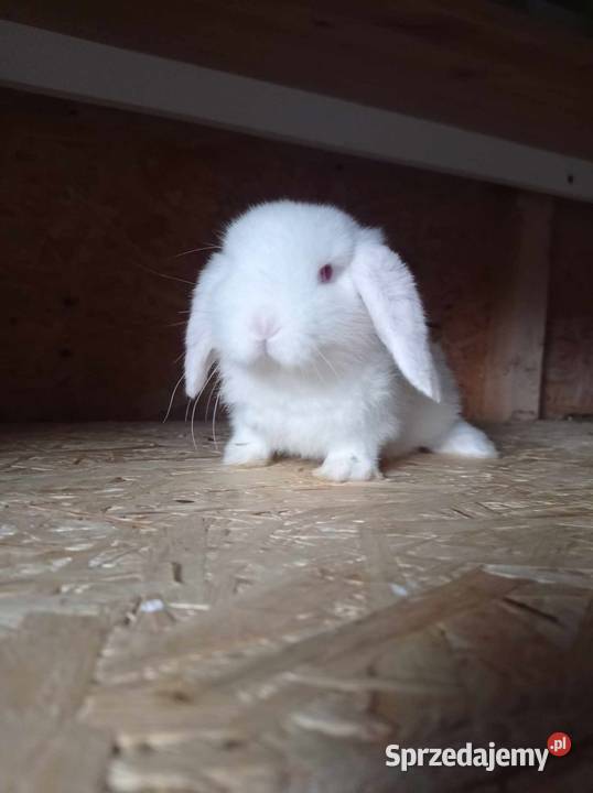 Królik miniaturka Mini Lop Jaśliska - Sprzedajemy.pl