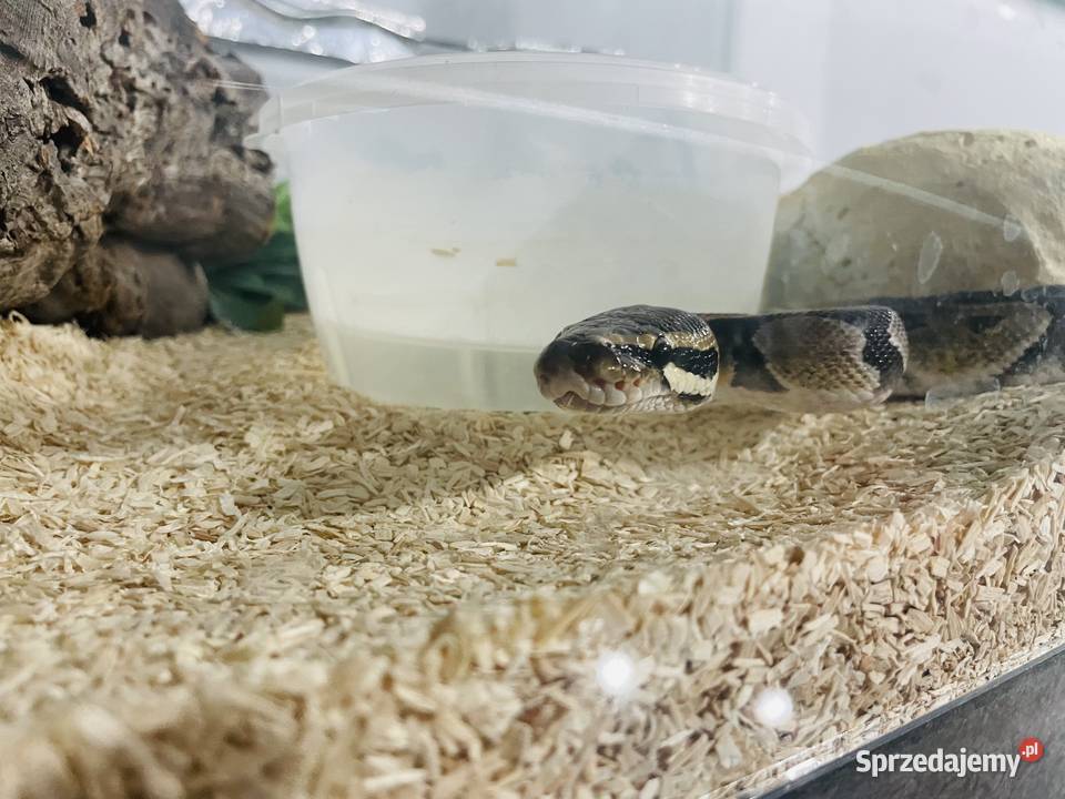 Pyton królewski samiec wraz z terrarium 80x50x40 Ostrołęka - Sprzedajemy.pl
