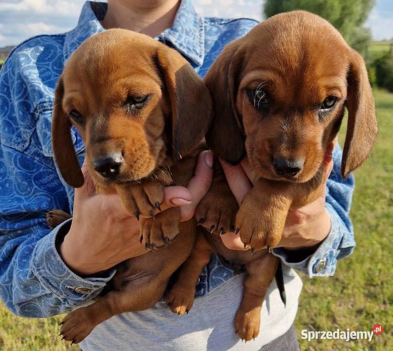 Jamniki szczeniaki śliczne Łask - Sprzedajemy.pl