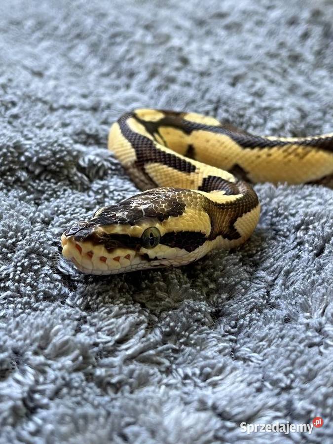 Pyton królewski młody samiec Grodzisk Mazowiecki - Sprzedajemy.pl