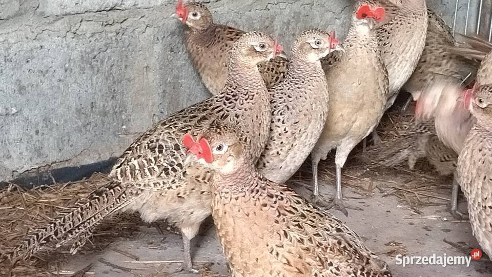 Sprzedam samice, kury bażanta łownego Kalisz - Sprzedajemy.pl
