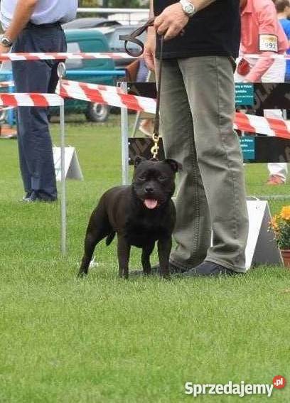 Staffordshire Bull Terrier, Staffik, Stafik. Białystok - Sprzedajemy.pl