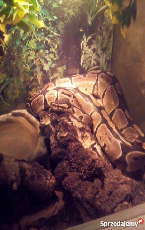 Pyton Królewski "Python Regius" Classic Warszawa - Sprzedajemy.pl