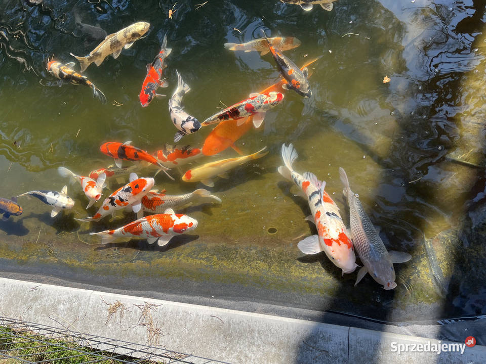 Oryginalne Karpie Koi Warszawa - Sprzedajemy.pl