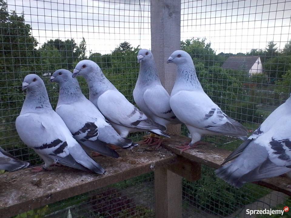 golebie standarty Legnica - Sprzedajemy.pl