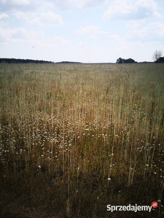 PRZEDSPRZEDAŻ! DZIAŁKA 2200m2, W SPOKOJNEJ OKOLICY Chrostkowo Nowe ... PRZEDSPRZEDAŻ! DZIAŁKA 2200m2, W SPOKOJNEJ OKOLICY Chrostkowo Nowe ...