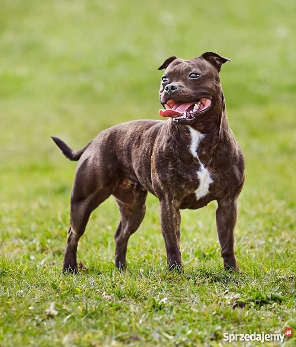 Staffordshire bull terrier - staffik, stafik Maków Mazowiecki ...
