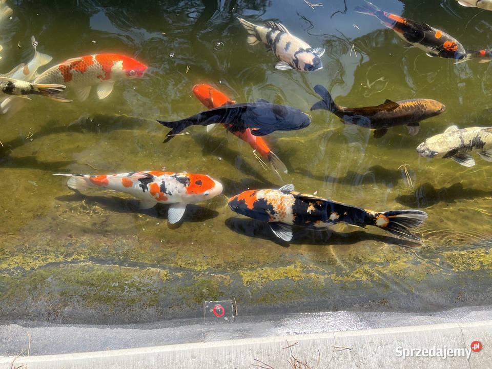 Oryginalne Karpie Koi Warszawa - Sprzedajemy.pl