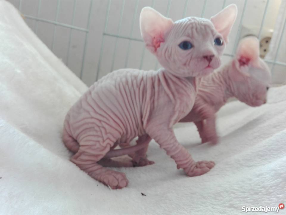 Niebieskookie Sfinksy Kościan - Sprzedajemy.pl