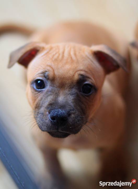 Staffordshire bull terrier - staffik, stafik Maków Mazowiecki ...