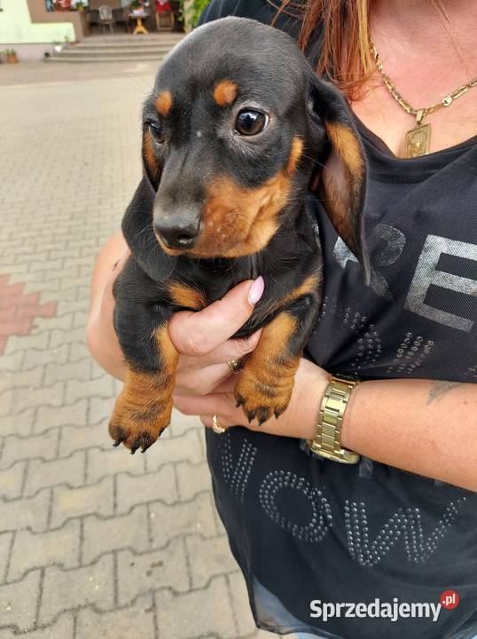 jamniki szczeniaki krótkowłose Cieszanowice - Sprzedajemy.pl