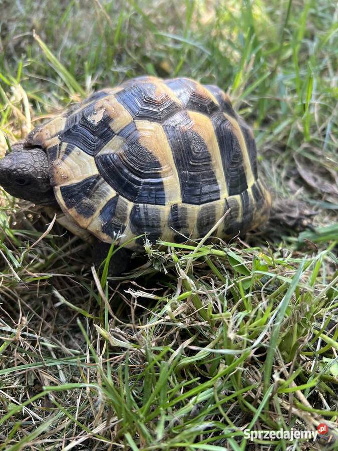 Żółw grecki 3 letni z certyfikatem z terrarium Repti Zoo Siemianowice ...