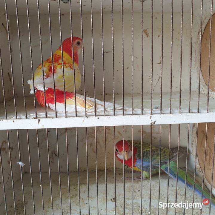 Rozella białolica. Wrocław - Sprzedajemy.pl