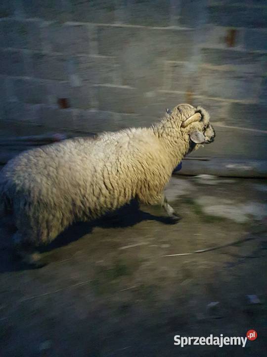 Baran Mała - Sprzedajemy.pl