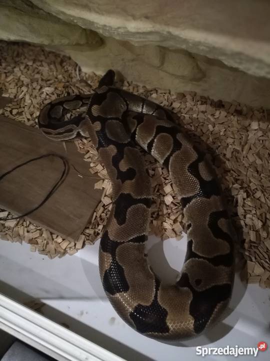 Pyton Krolewski Biała Podlaska - Sprzedajemy.pl