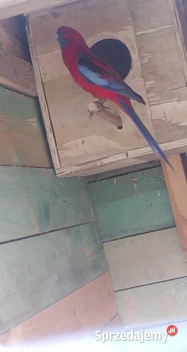 Papuga Rozella Królewska samiec Piaseczno - Sprzedajemy.pl