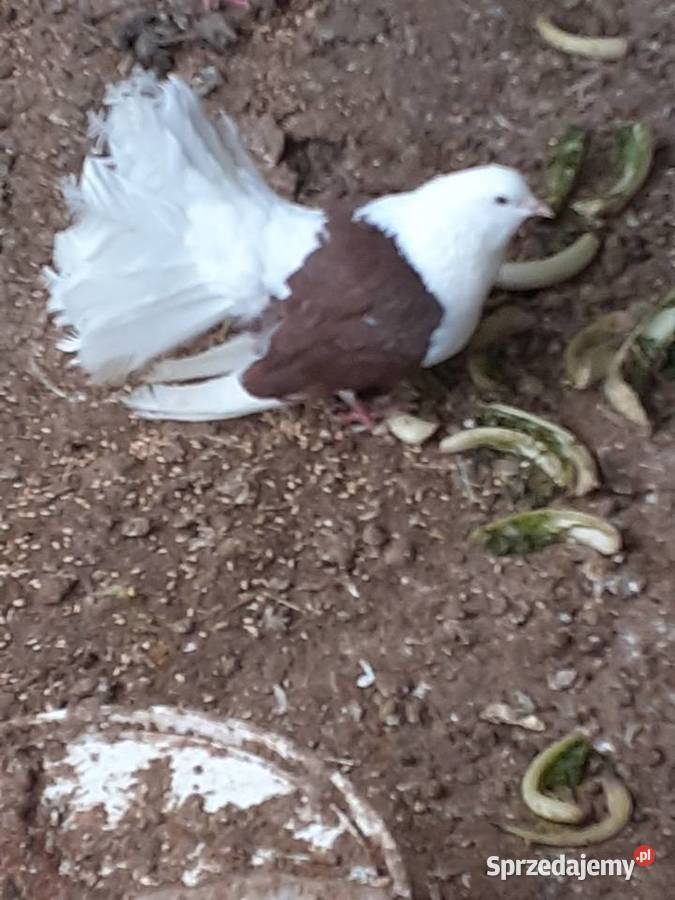 Kingi gołębie Staszów - Sprzedajemy.pl
