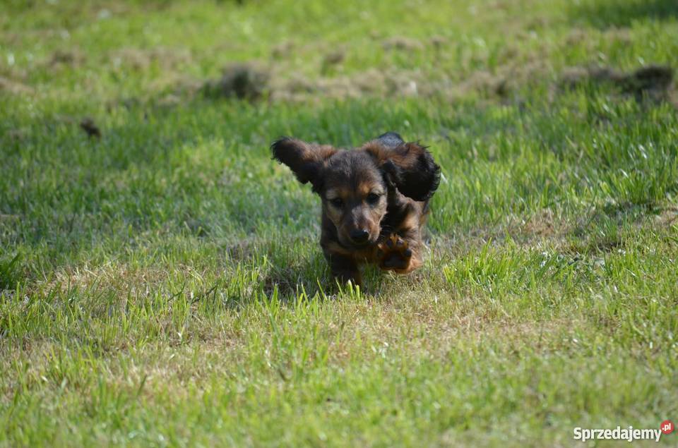 Jamnik długowłosy miniaturowy Bojanowo - Sprzedajemy.pl