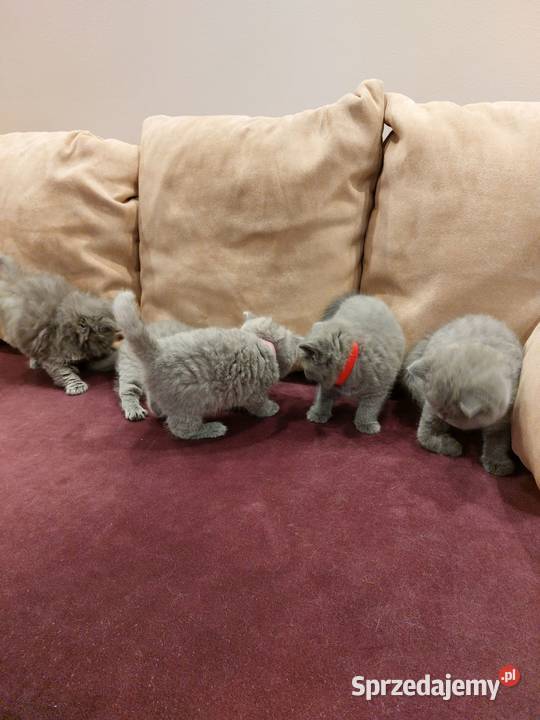 Koty kotki Brytyjskie Krótkowłose Niebieskie BSH/BRIa Świebodzin ...