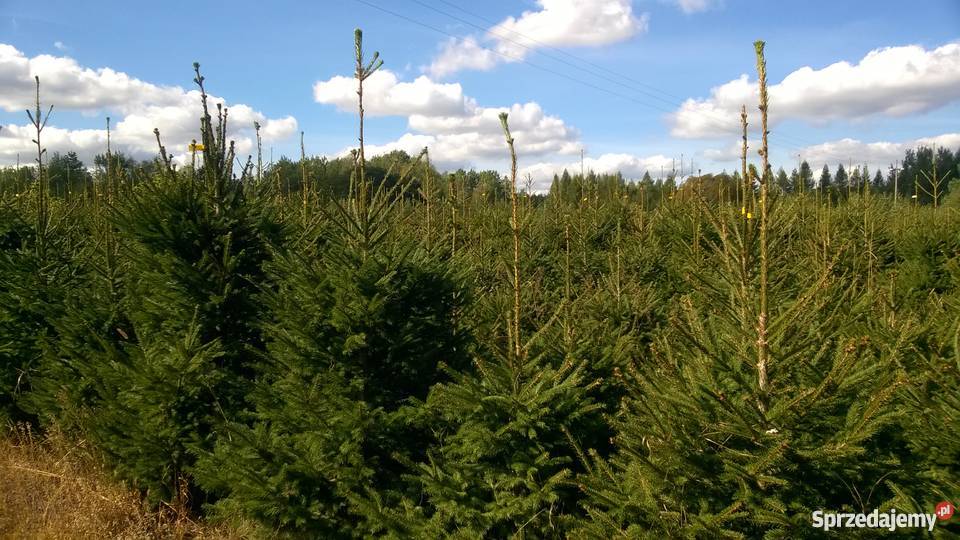 Choinki, młoda plantacja, pierwsze cięcie/jodła, świerk Mszczonów ...