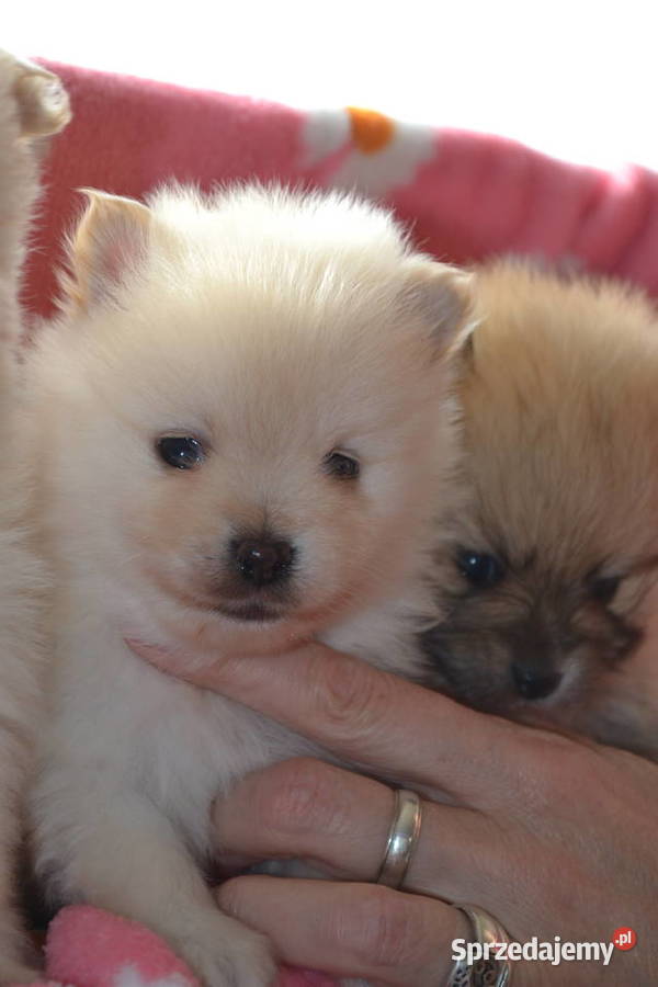SZPIC MINIATUROWY POMERANIAN ŚLICZNE REZERWACJA Drogusza - Sprzedajemy.pl